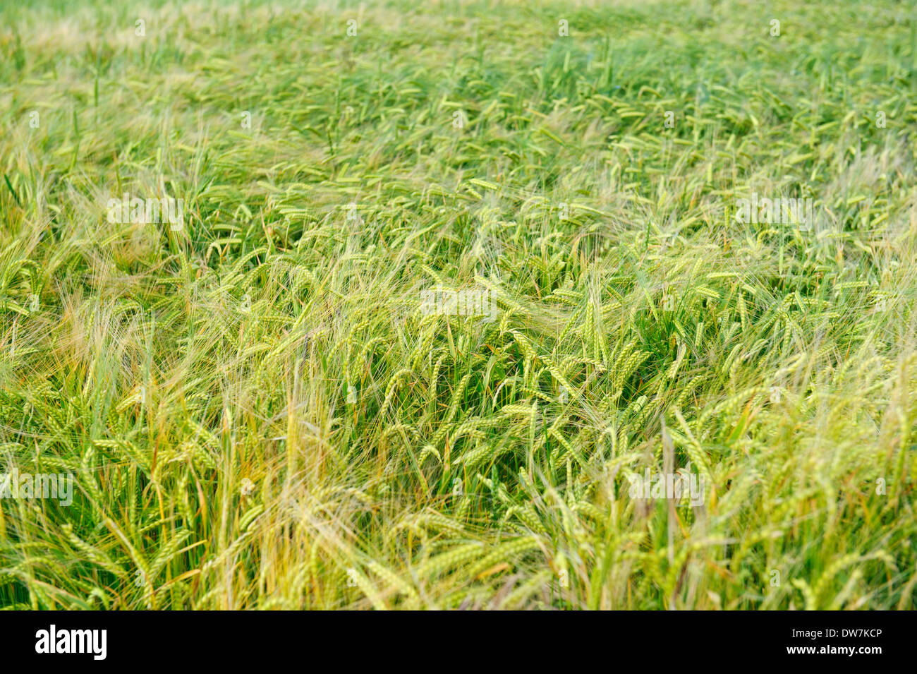 Green field growing wheat close hi-res stock photography and images - Alamy