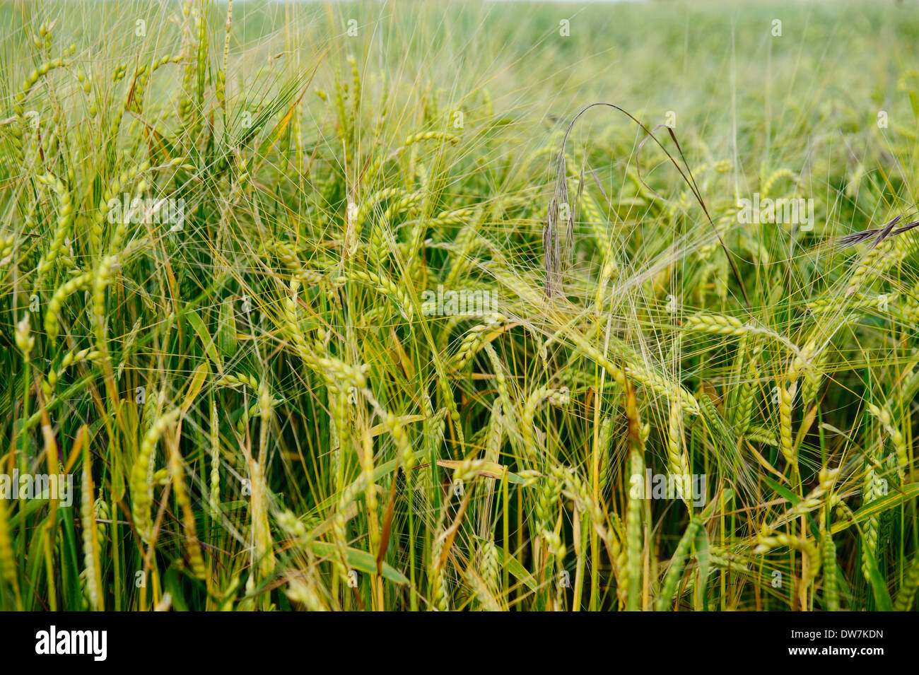 Green grain growing in a farm field Stock Photo - Alamy