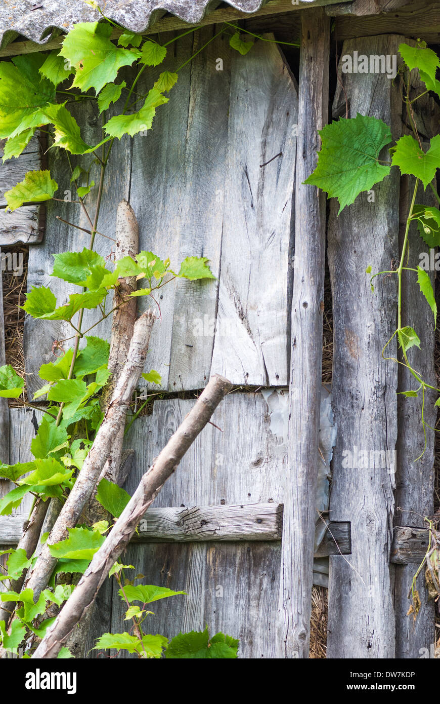 Overgrown grapevine hi-res stock photography and images - Alamy