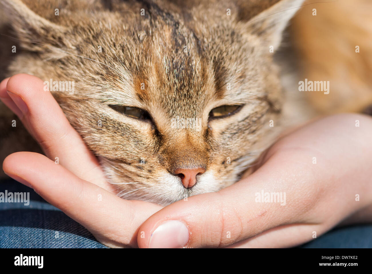 Human hand petting cat head hi-res stock photography and images - Alamy