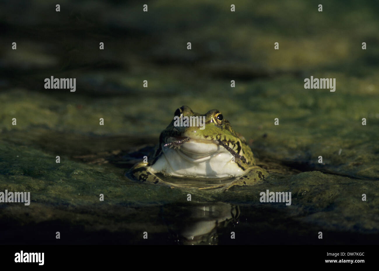 LEVANT WATER FROG (Pelophylax bedriagae) adult in water cannibalising ...