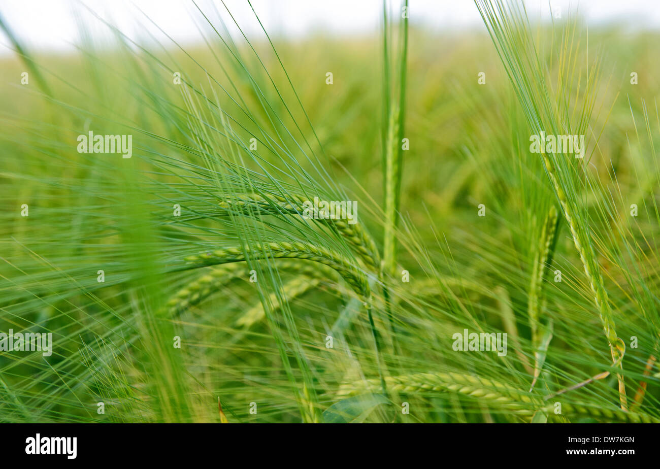 Green grain growing in a farm field Stock Photo - Alamy