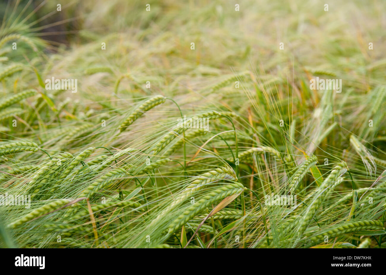 Green field growing wheat close hi-res stock photography and images - Alamy