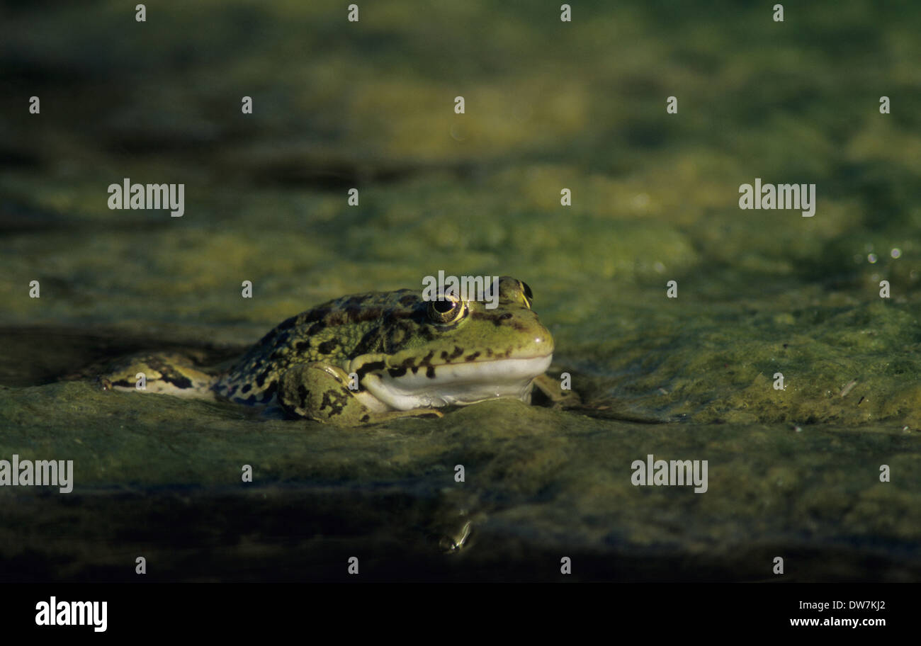 LEVANT WATER FROG (Pelophylax bedriagae) adult in water Lesvos Greece ...