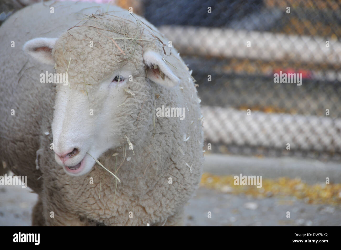 Adult sheep black white lamb hi-res stock photography and images - Alamy