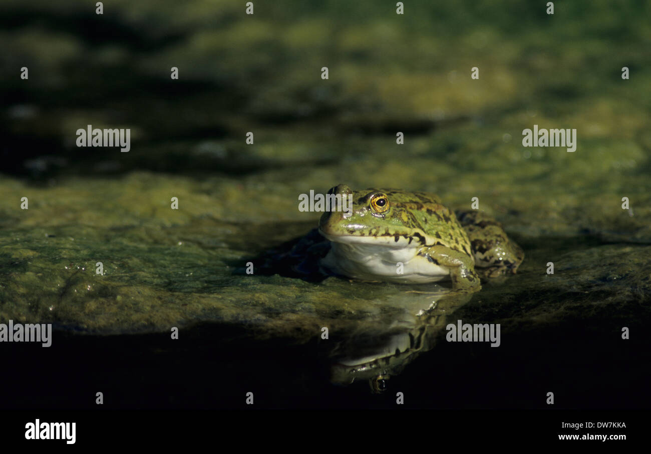 LEVANT WATER FROG (Pelophylax bedriagae) adult in water Lesvos Greece ...