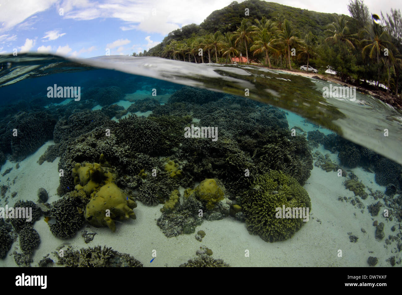 Shallow coral reef with several Acropora and Porites species, Fagaitua ...