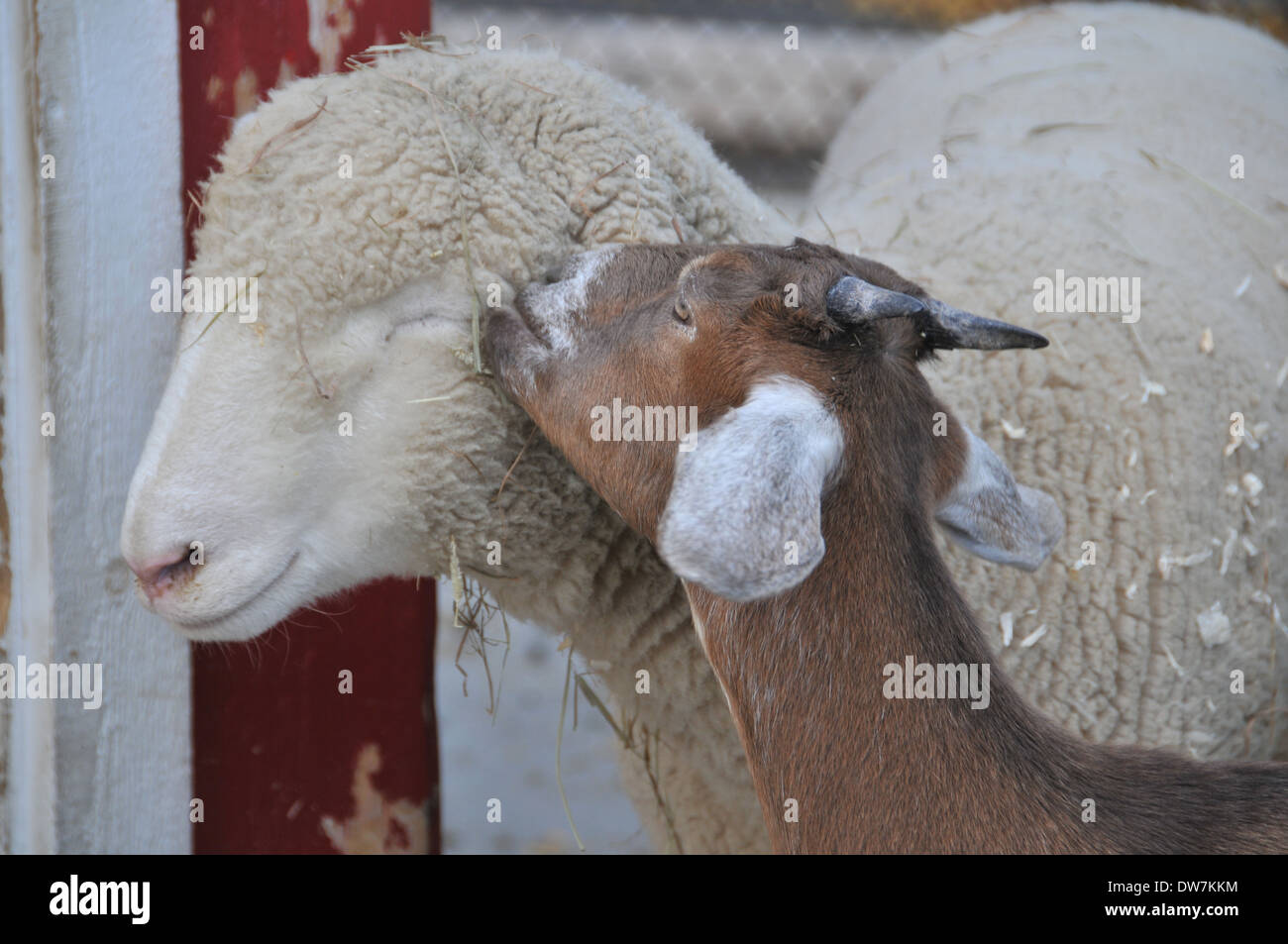 Sheep, goats, lamb Stock Photo - Alamy