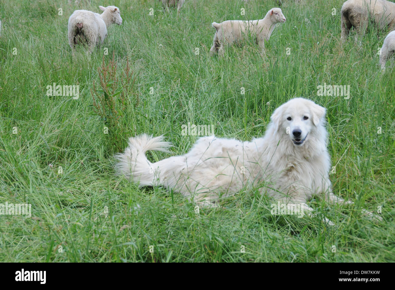 Sheep, goats, lamb Stock Photo - Alamy