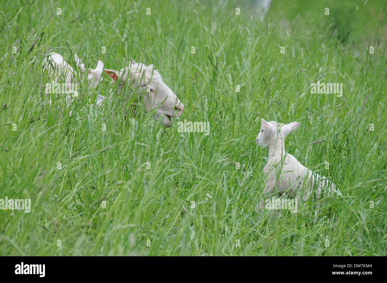 Sheep, goats, lamb Stock Photo - Alamy