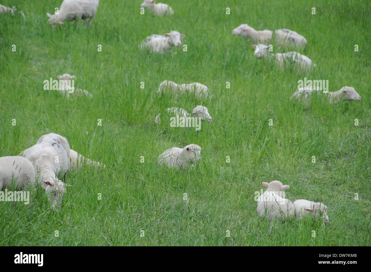 Sheep, goats, lamb Stock Photo - Alamy