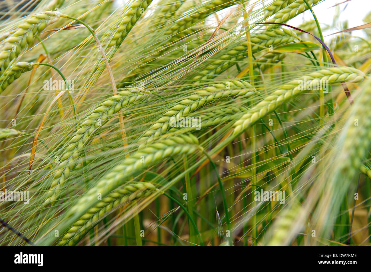 Grain growing area hi-res stock photography and images - Alamy