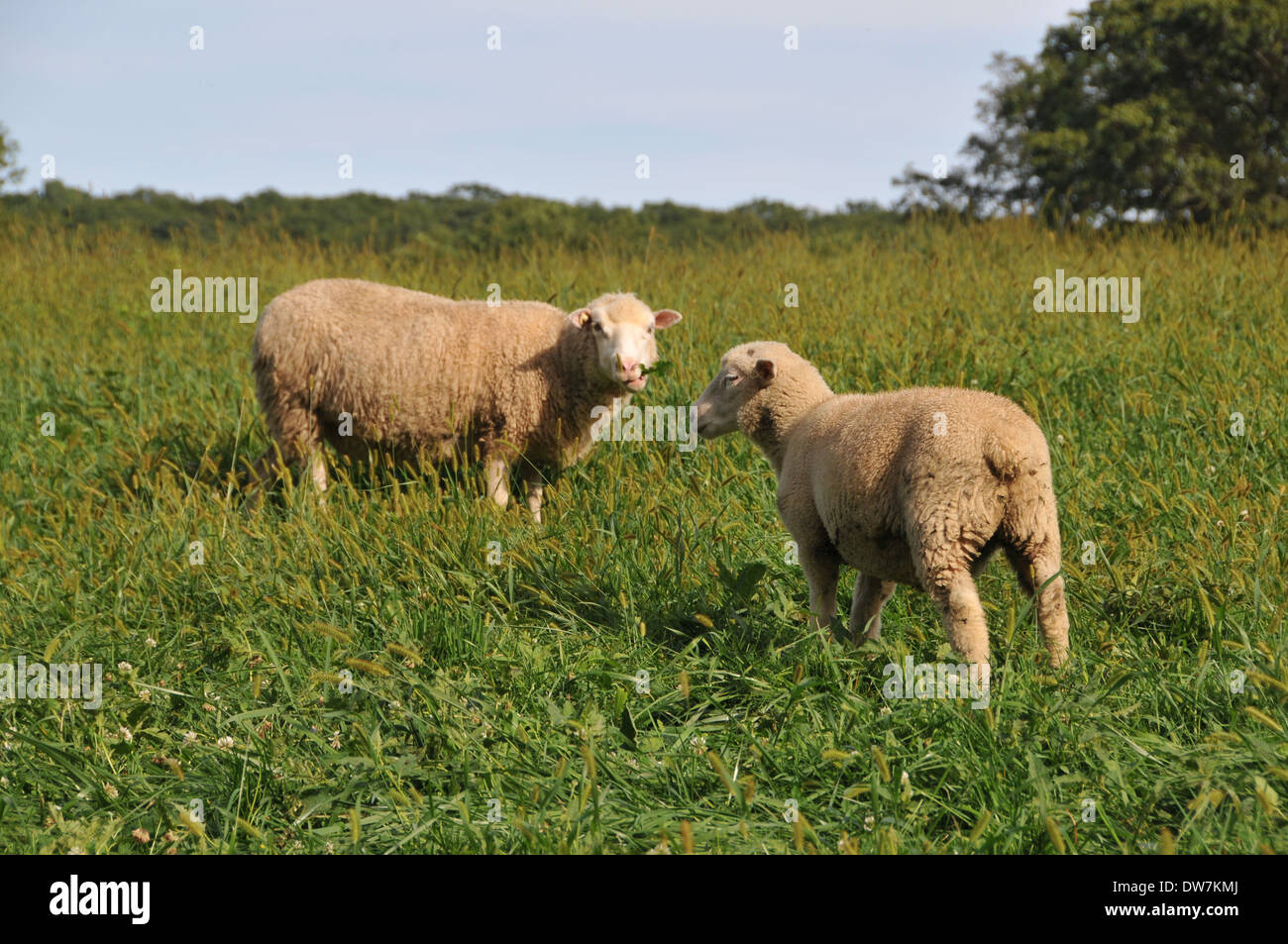 Sheep, goats, lamb Stock Photo - Alamy