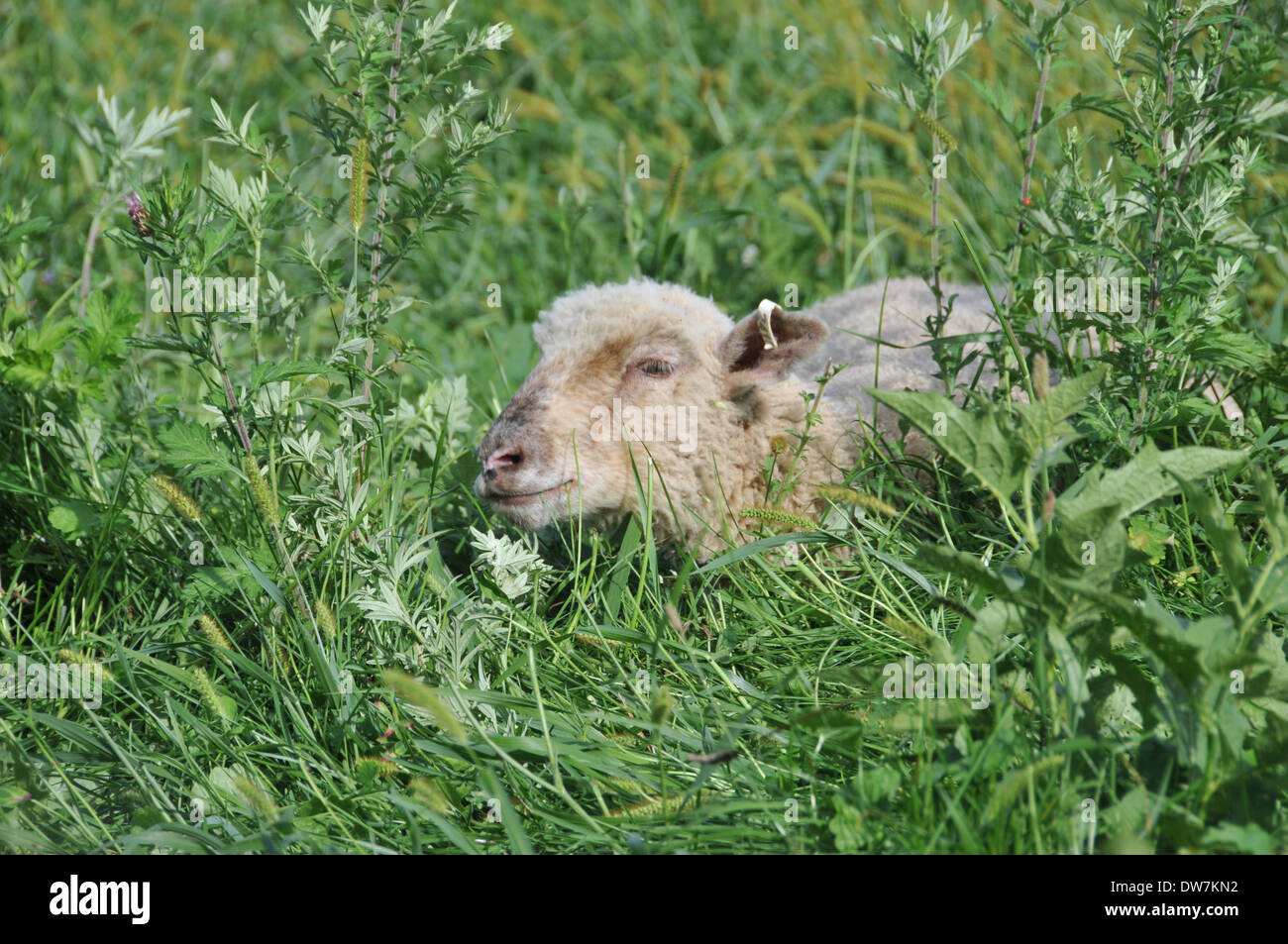 Sheep, goats, lamb Stock Photo - Alamy