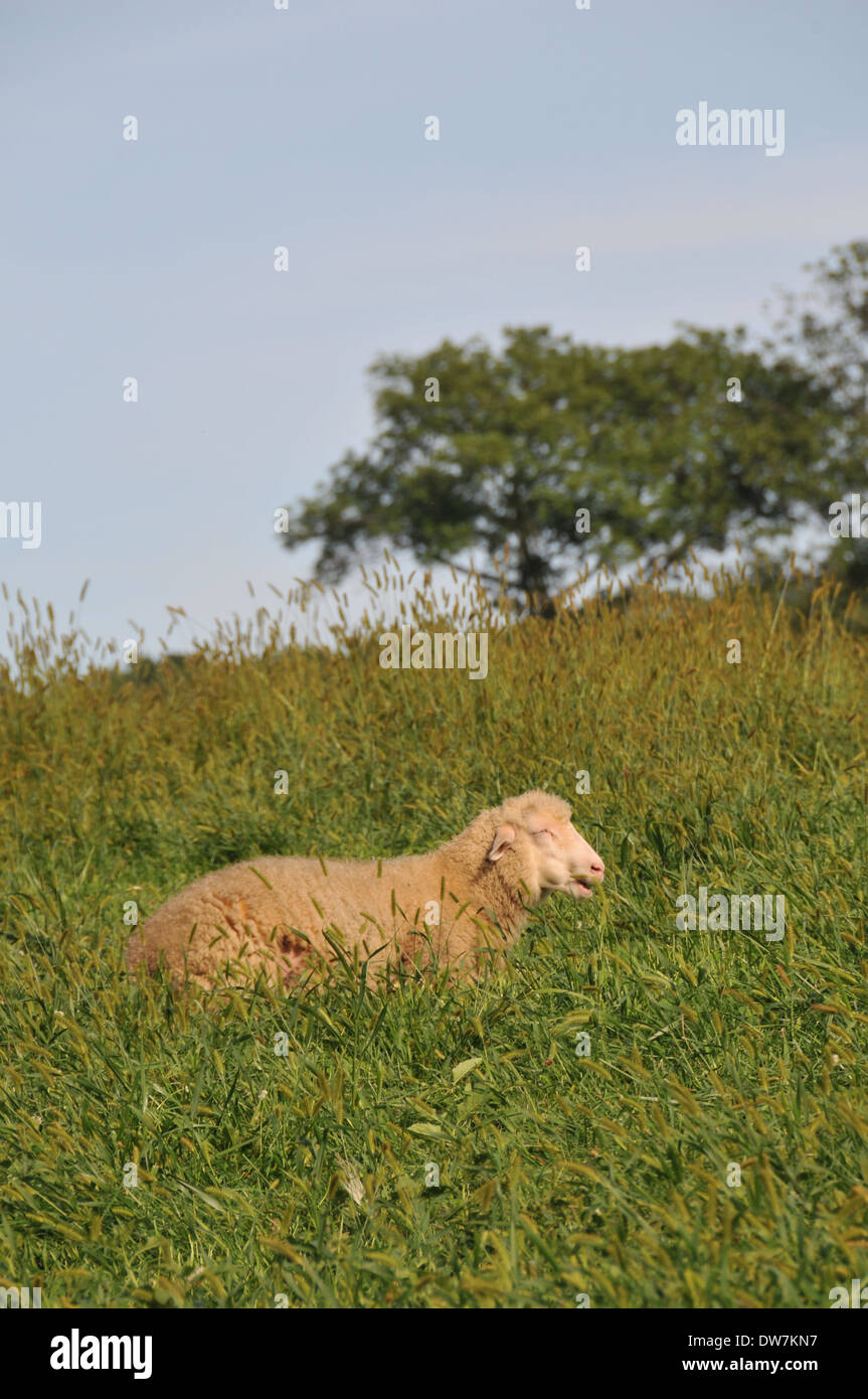Sheep, goats, lamb Stock Photo - Alamy