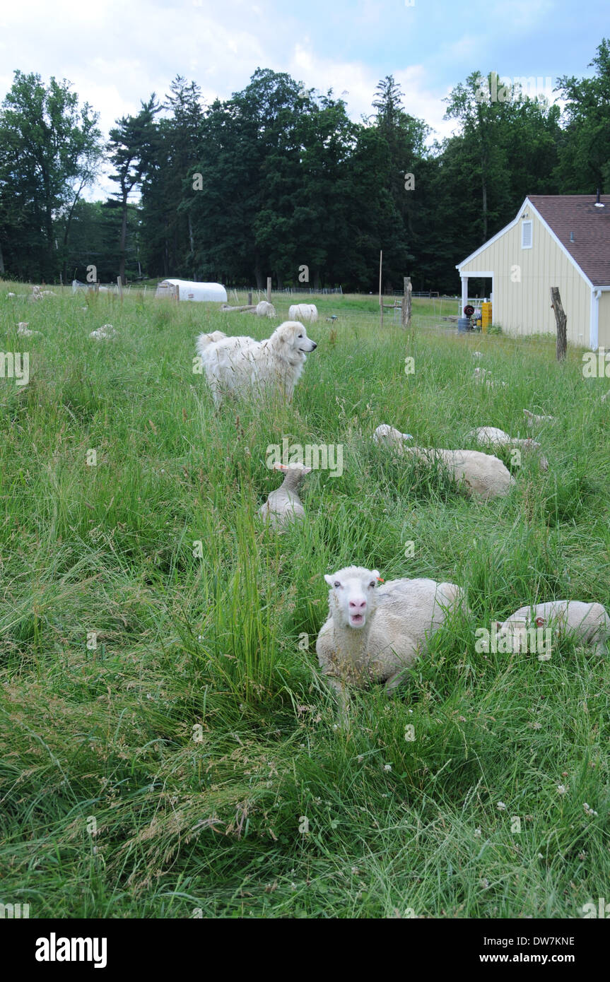 Sheep, goats, lamb Stock Photo - Alamy