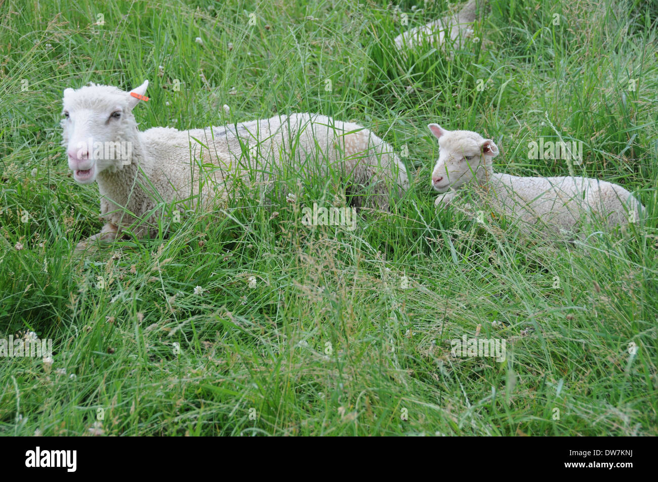 Sheep, goats, lamb Stock Photo - Alamy