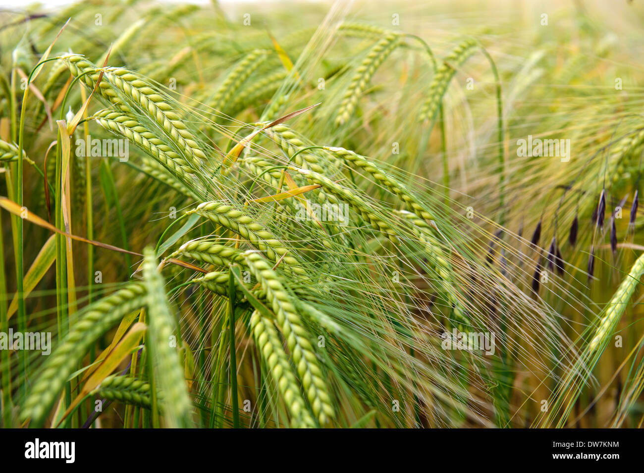 Green grain growing in a farm field Stock Photo - Alamy
