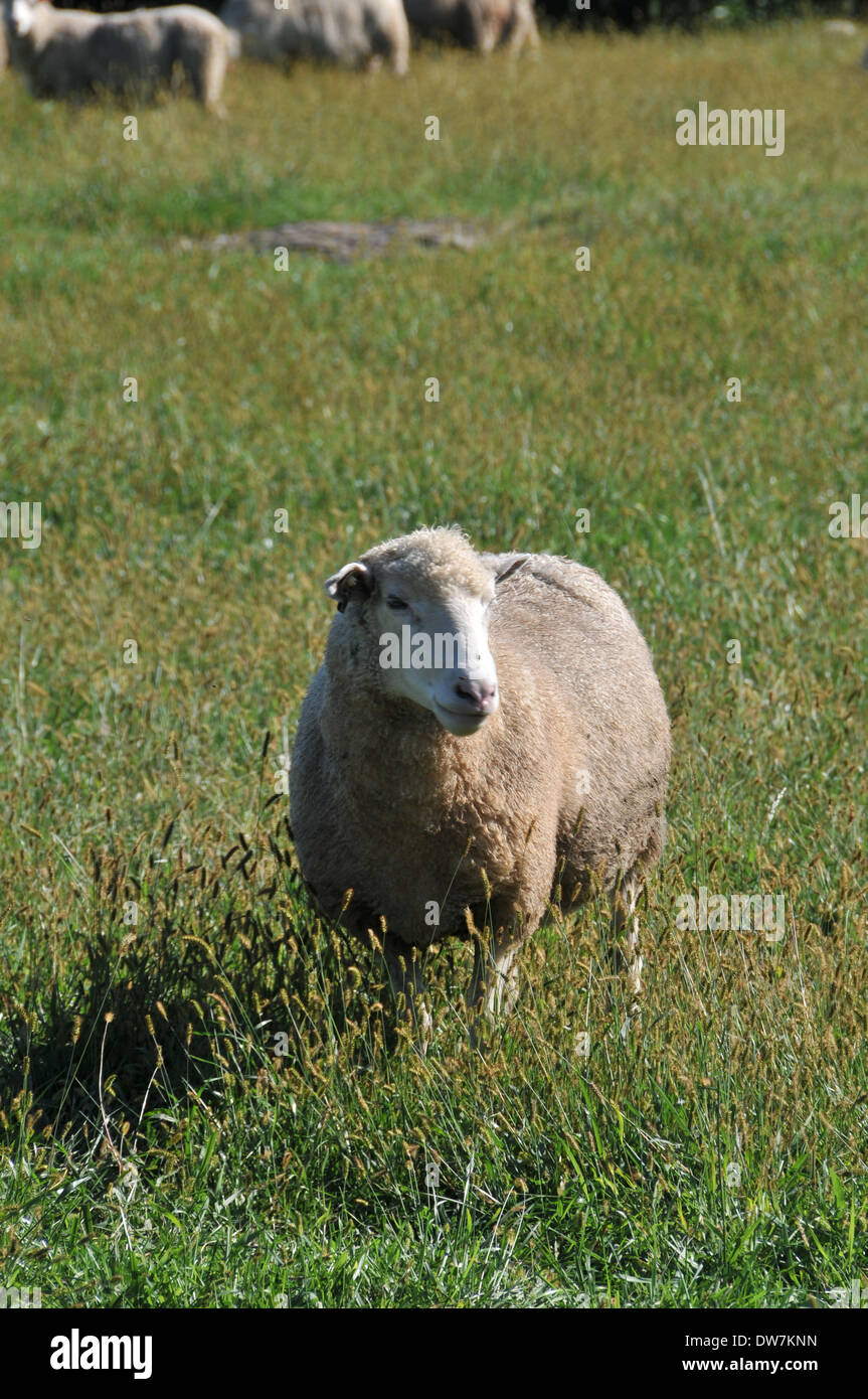 Sheep, goats, lamb Stock Photo - Alamy