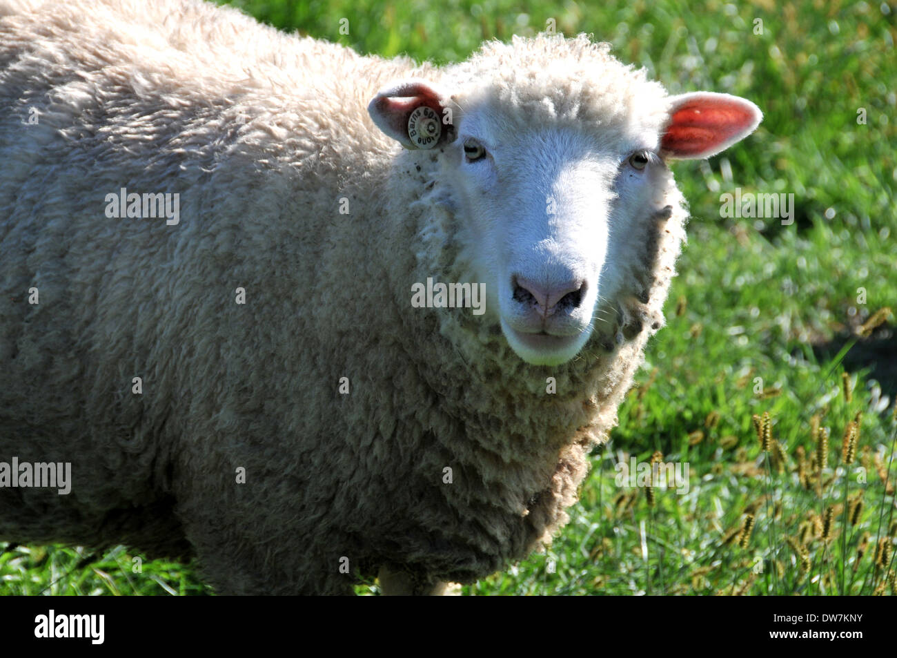 Sheep, goats, lamb Stock Photo - Alamy