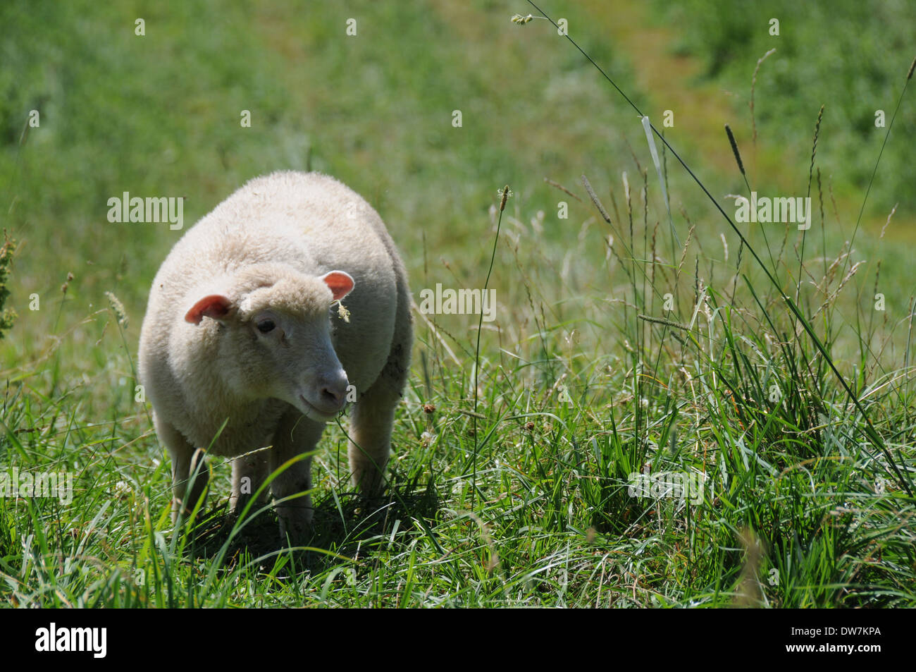 Sheep, goats, lamb Stock Photo - Alamy