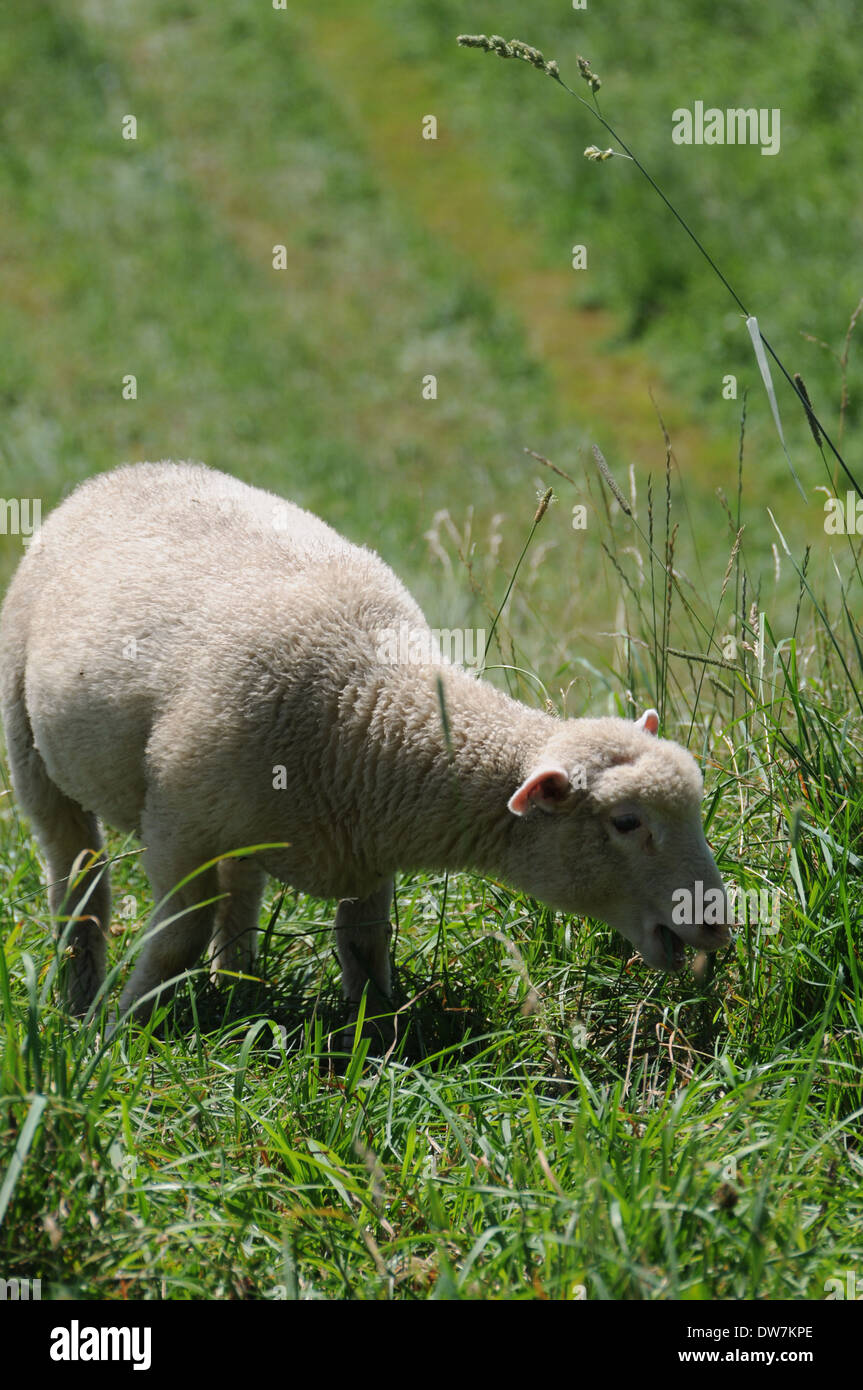 Sheep, goats, lamb Stock Photo - Alamy