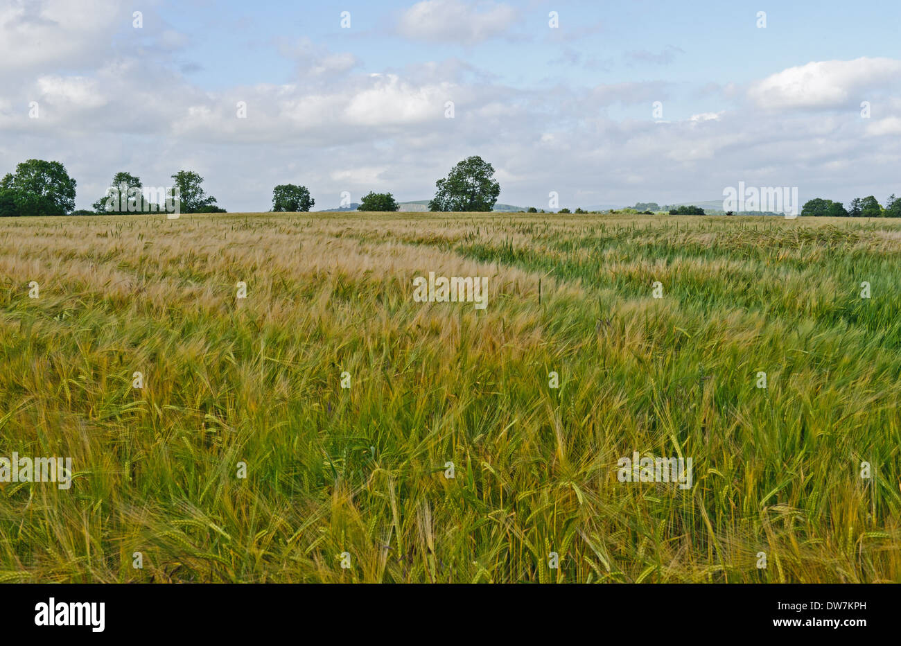 Green grain growing in a farm field Stock Photo - Alamy