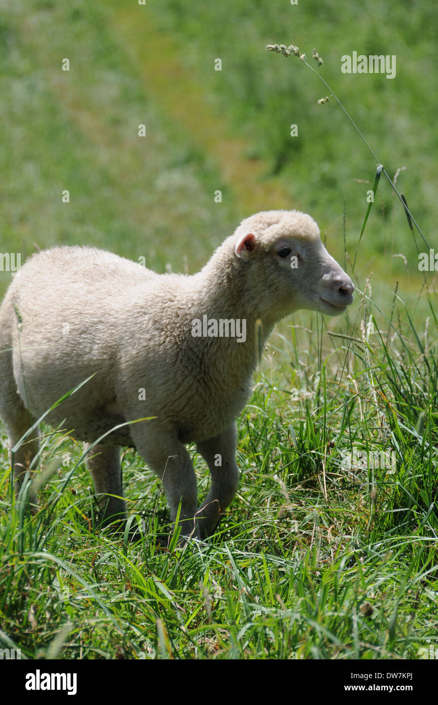 Sheep, goats, lamb Stock Photo - Alamy