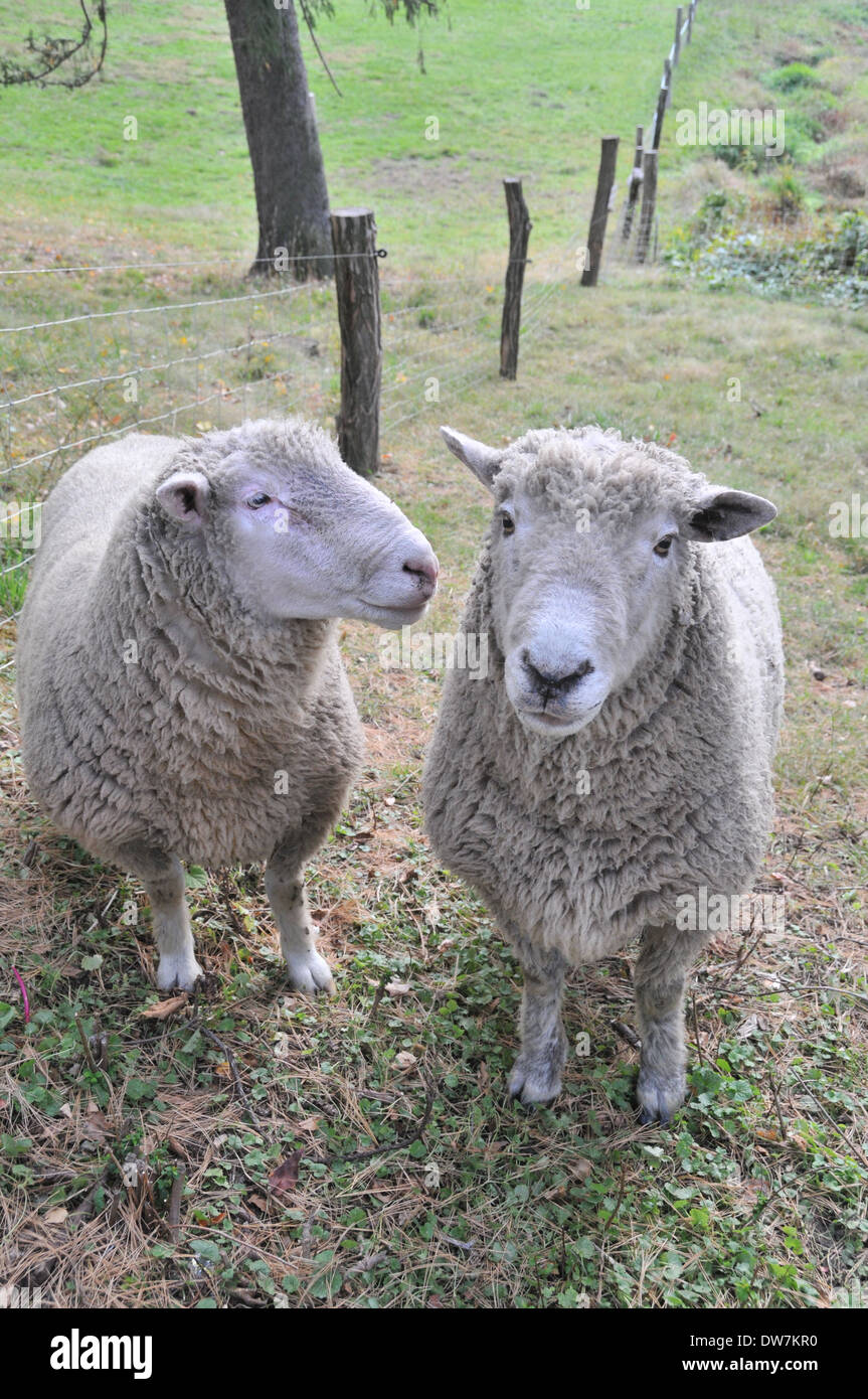 Sheep, goats, lamb Stock Photo - Alamy