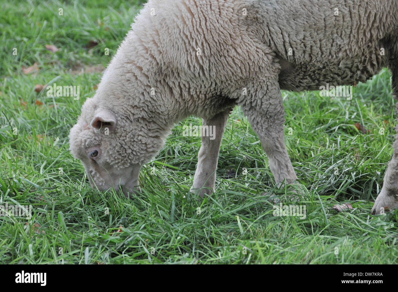 Sheep, goats, lamb Stock Photo - Alamy