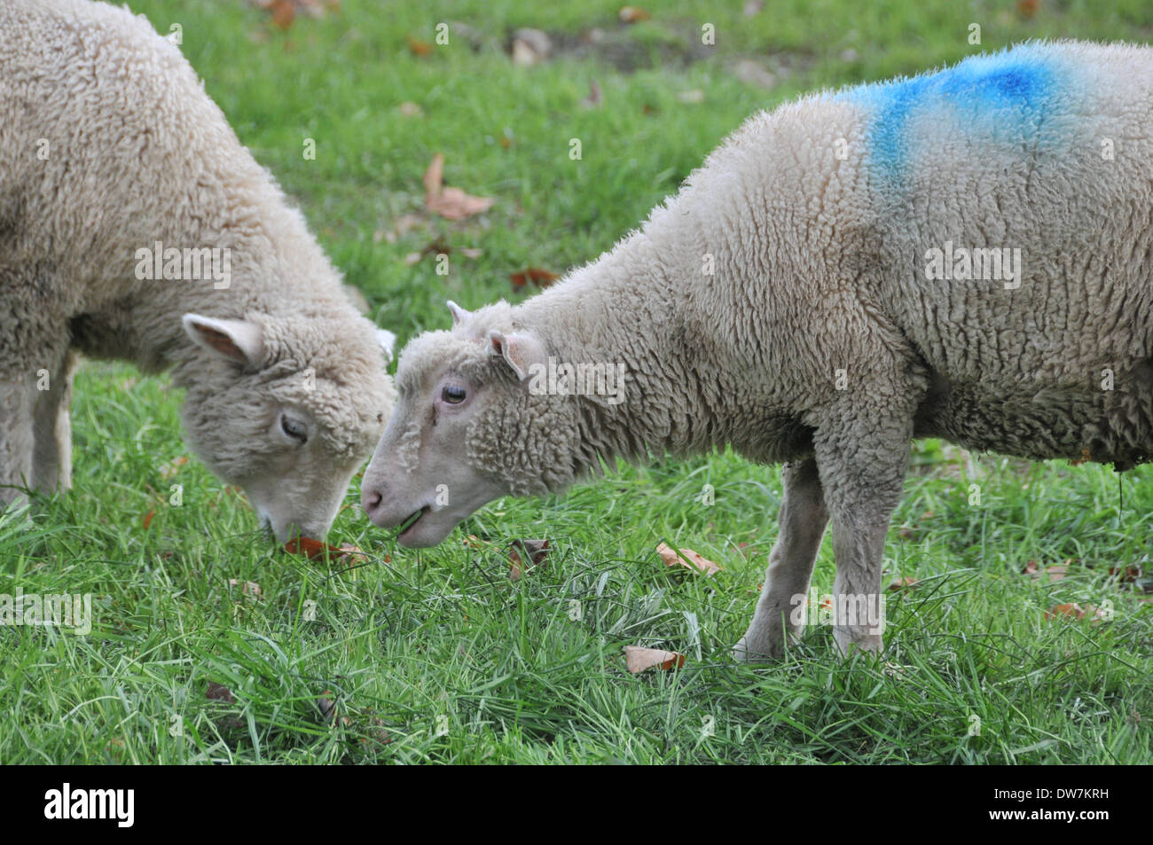 Sheep, goats, lamb Stock Photo - Alamy