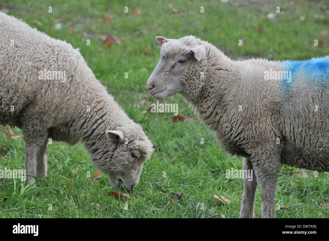 Sheep, goats, lamb Stock Photo - Alamy