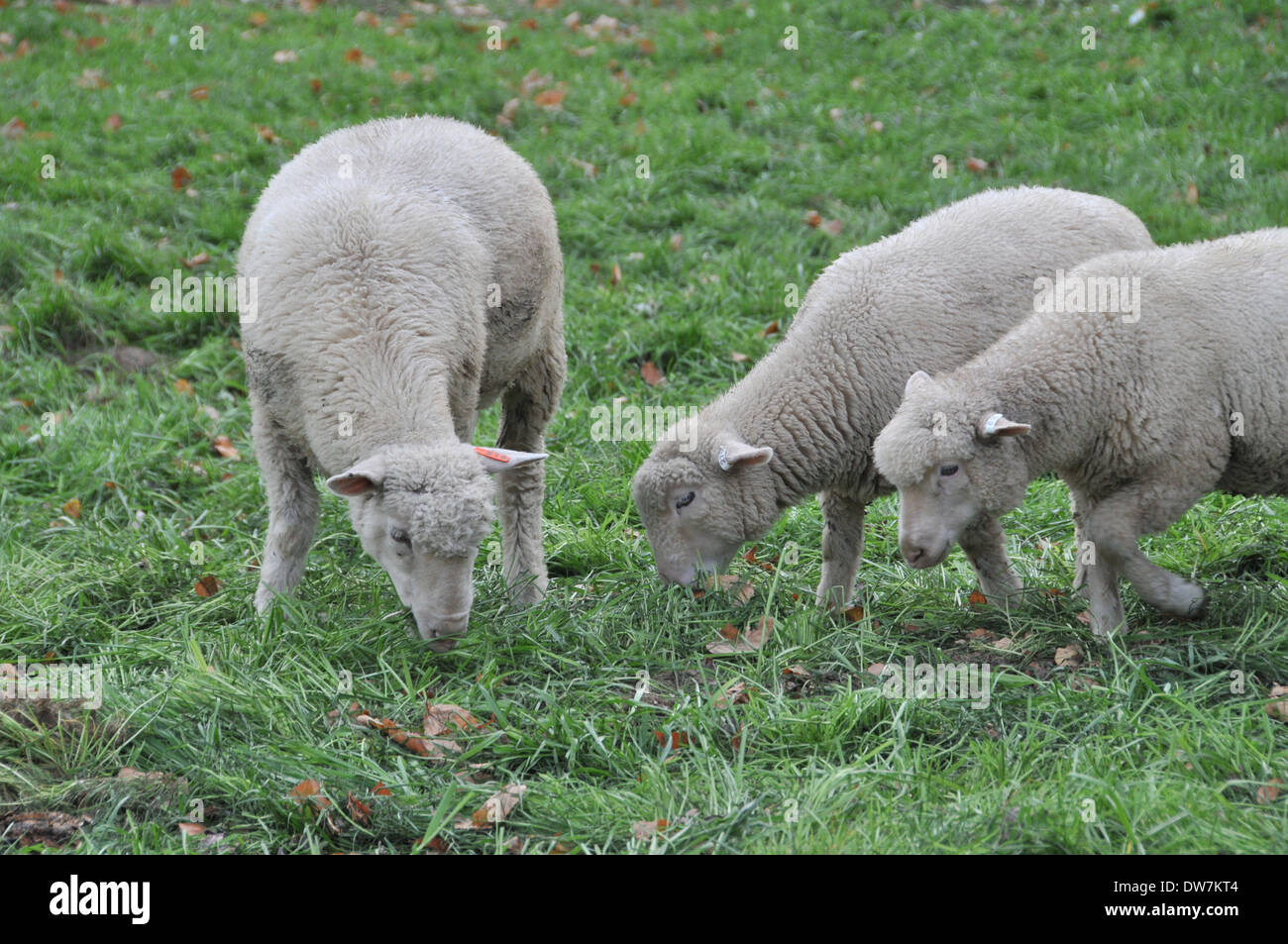 Sheep, goats, lamb Stock Photo - Alamy