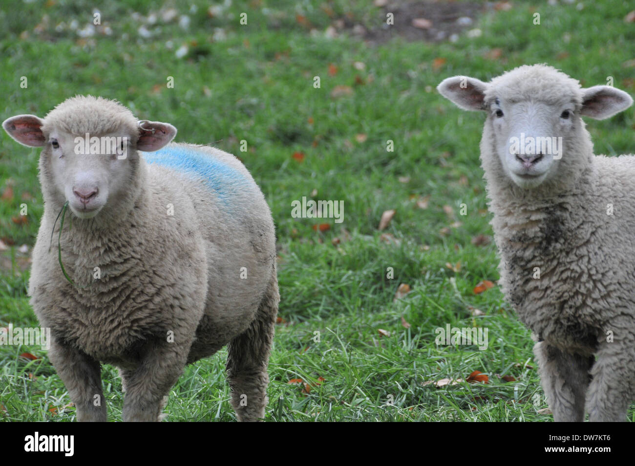 Sheep, goats, lamb Stock Photo - Alamy