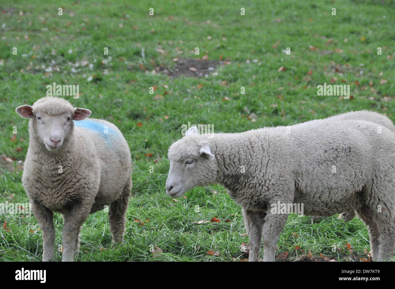Sheep, goats, lamb Stock Photo - Alamy