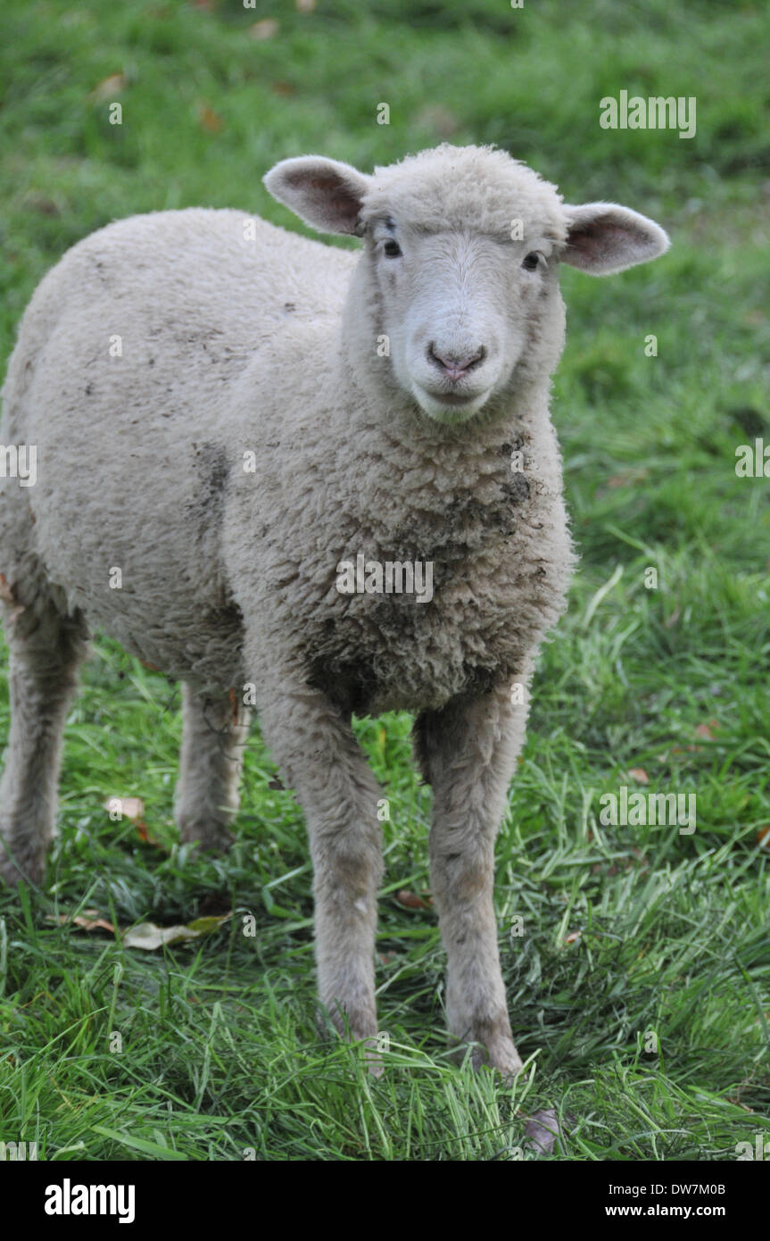 Sheep, goats, lamb Stock Photo - Alamy