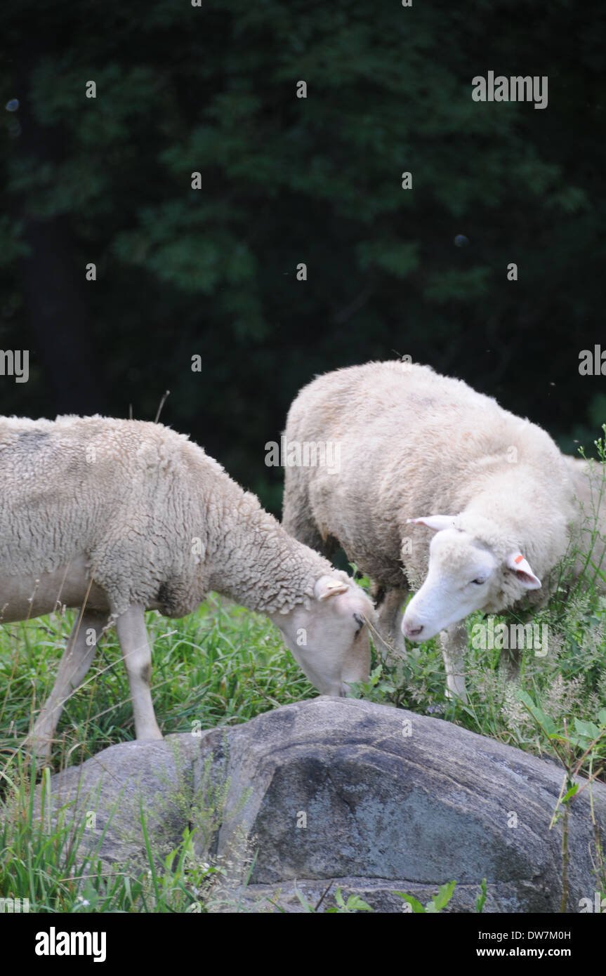 Sheep, goats, lamb Stock Photo - Alamy
