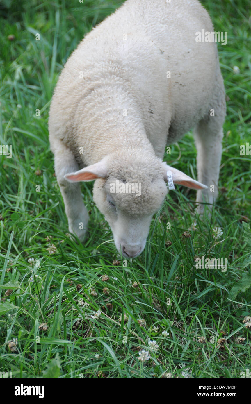 Sheep, goats, lamb Stock Photo - Alamy