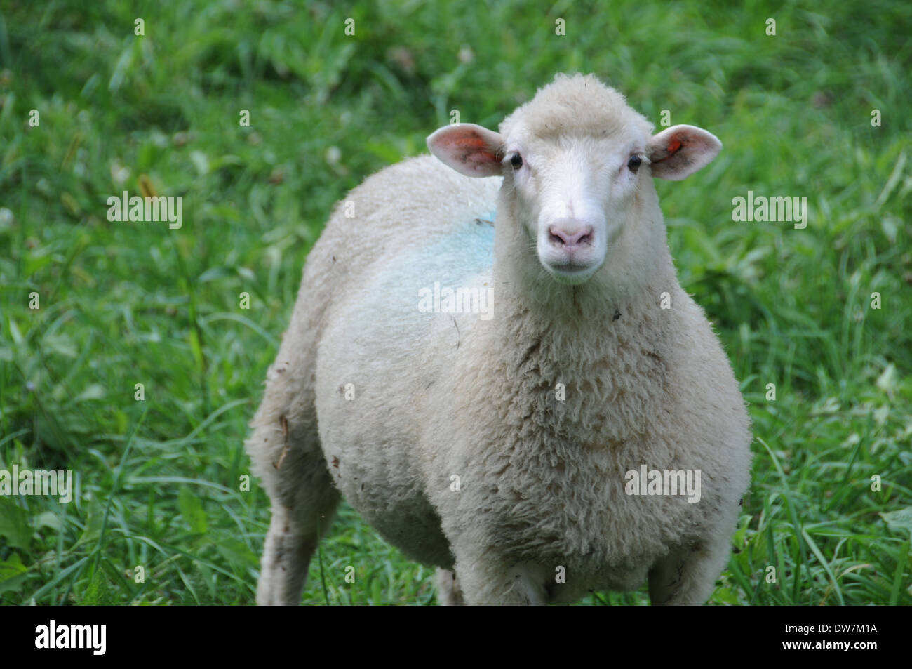 Sheep, goats, lamb Stock Photo - Alamy