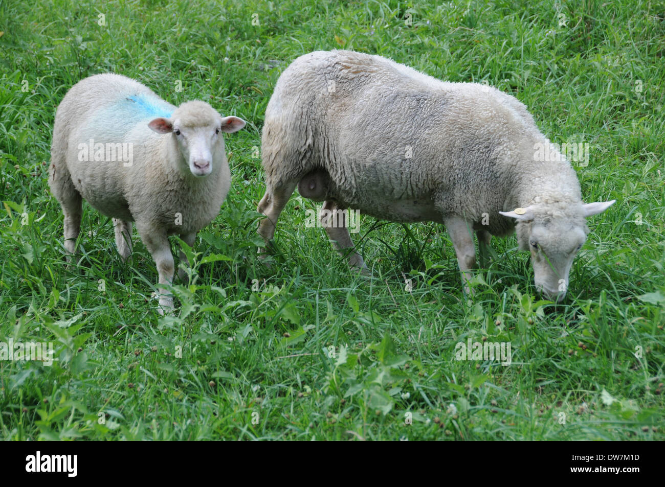 Sheep, goats, lamb Stock Photo - Alamy