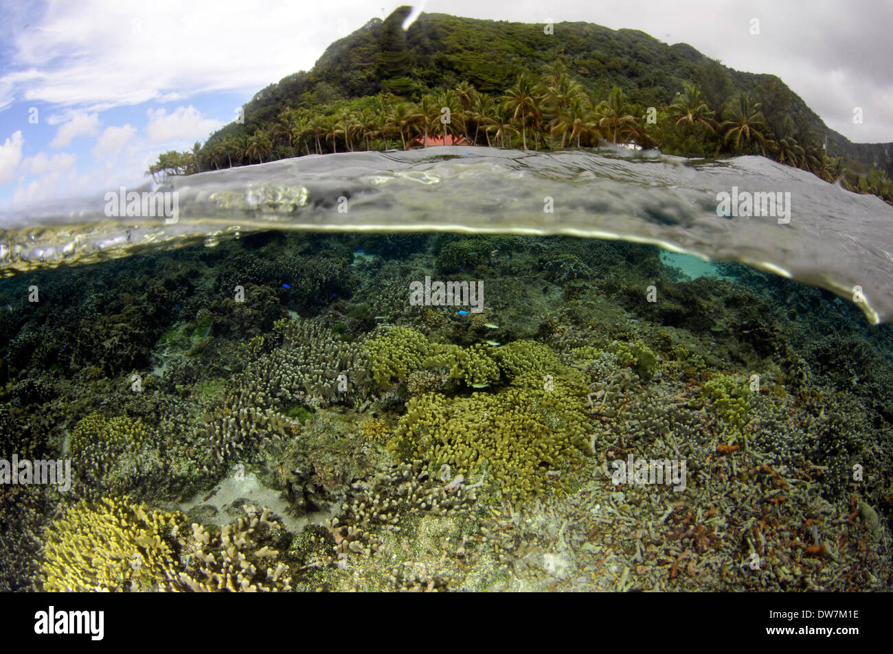 Shallow coral reef with several Acropora species, Fagaitua Bay, Pago ...