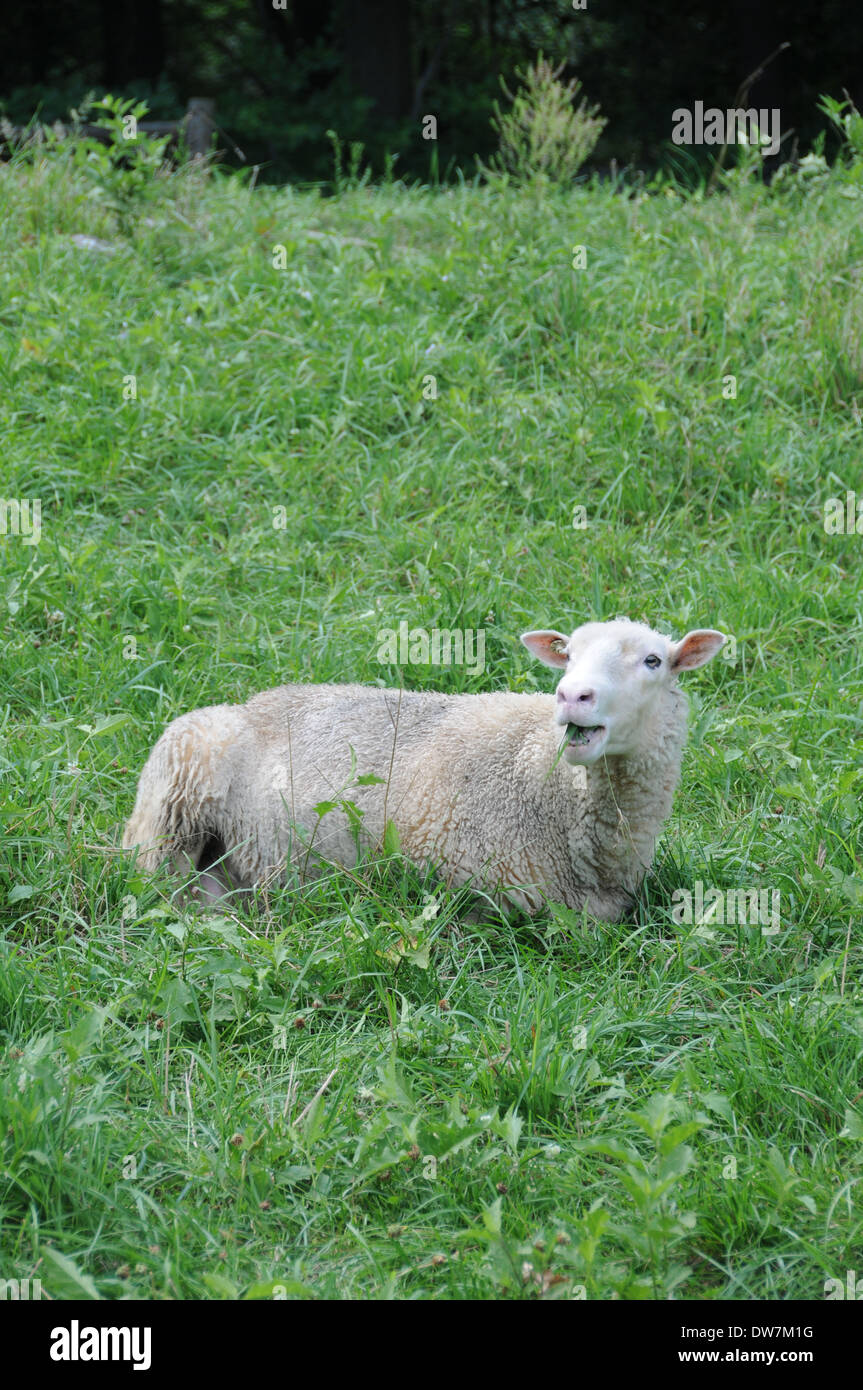 Sheep, goats, lamb Stock Photo - Alamy