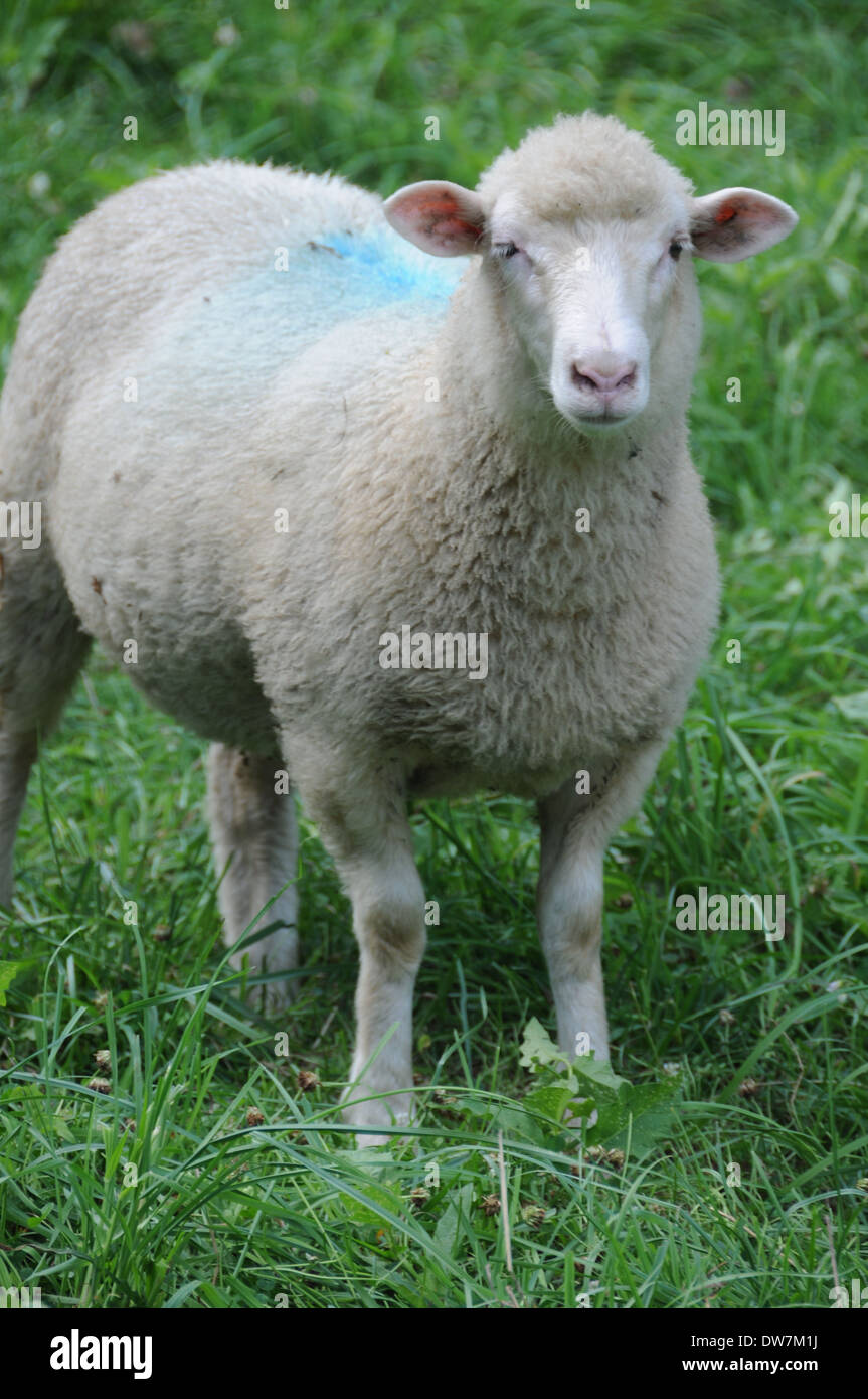 Sheep, goats, lamb Stock Photo - Alamy
