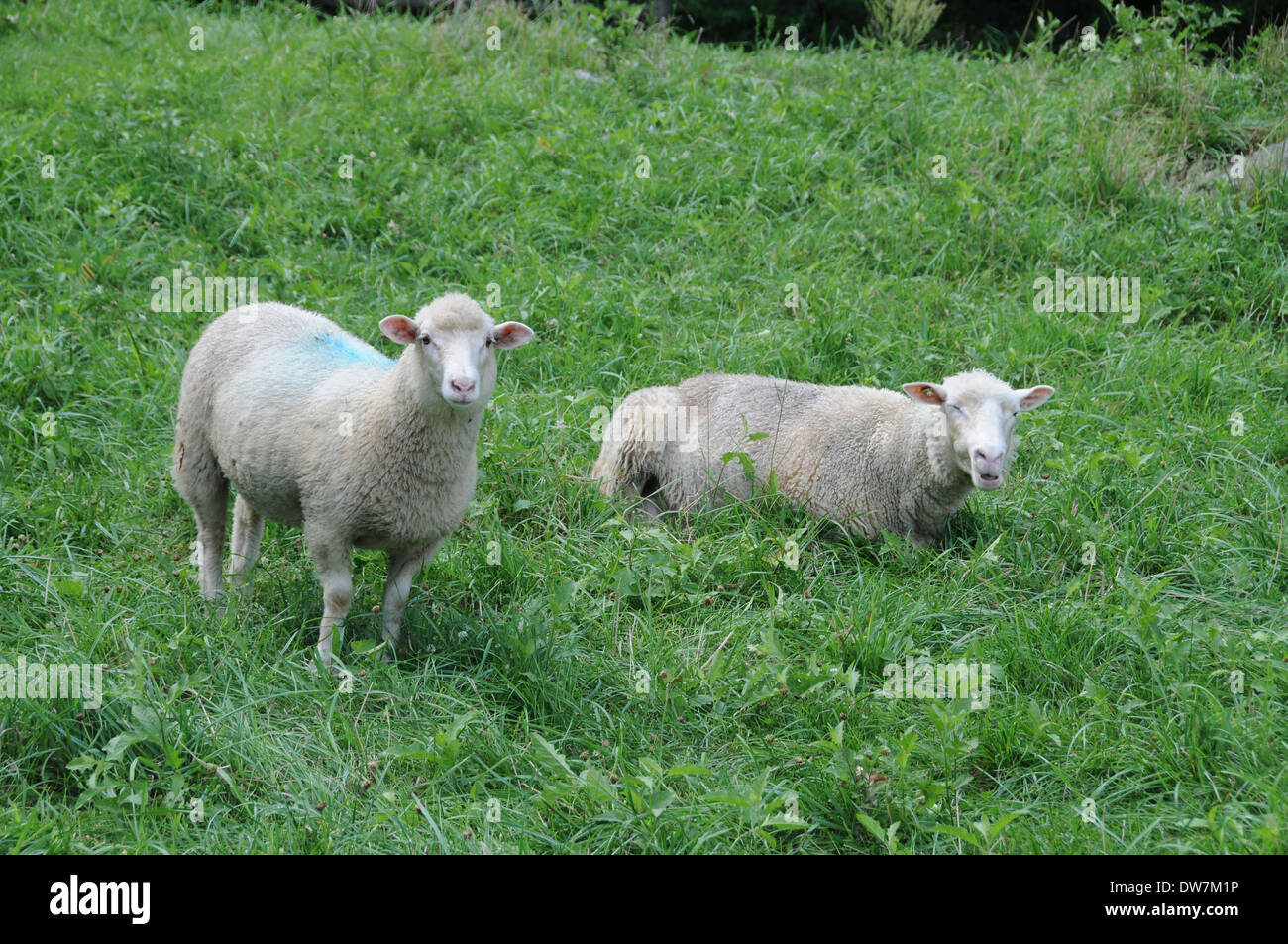 Sheep, goats, lamb Stock Photo - Alamy