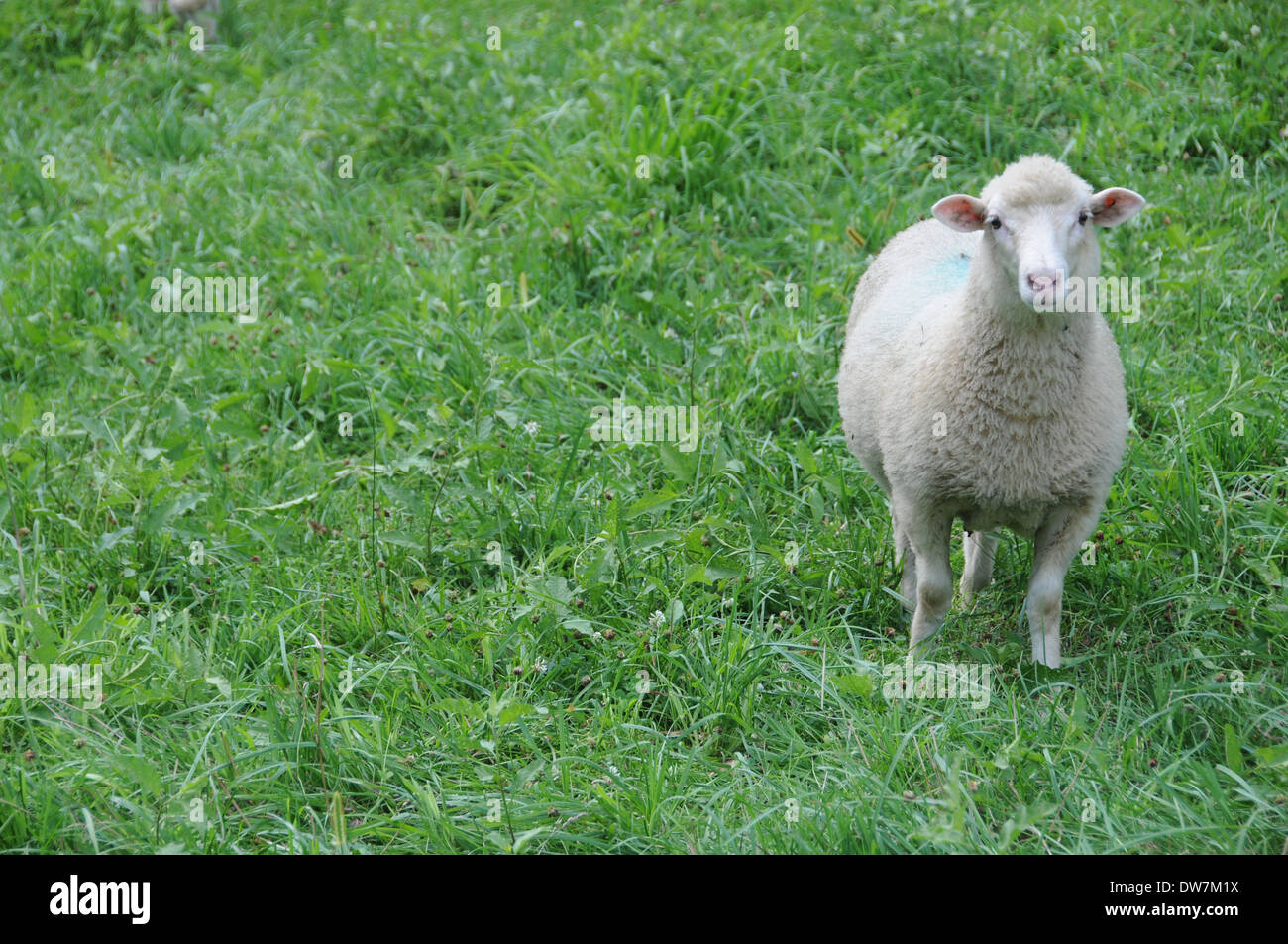 Sheep, goats, lamb Stock Photo - Alamy