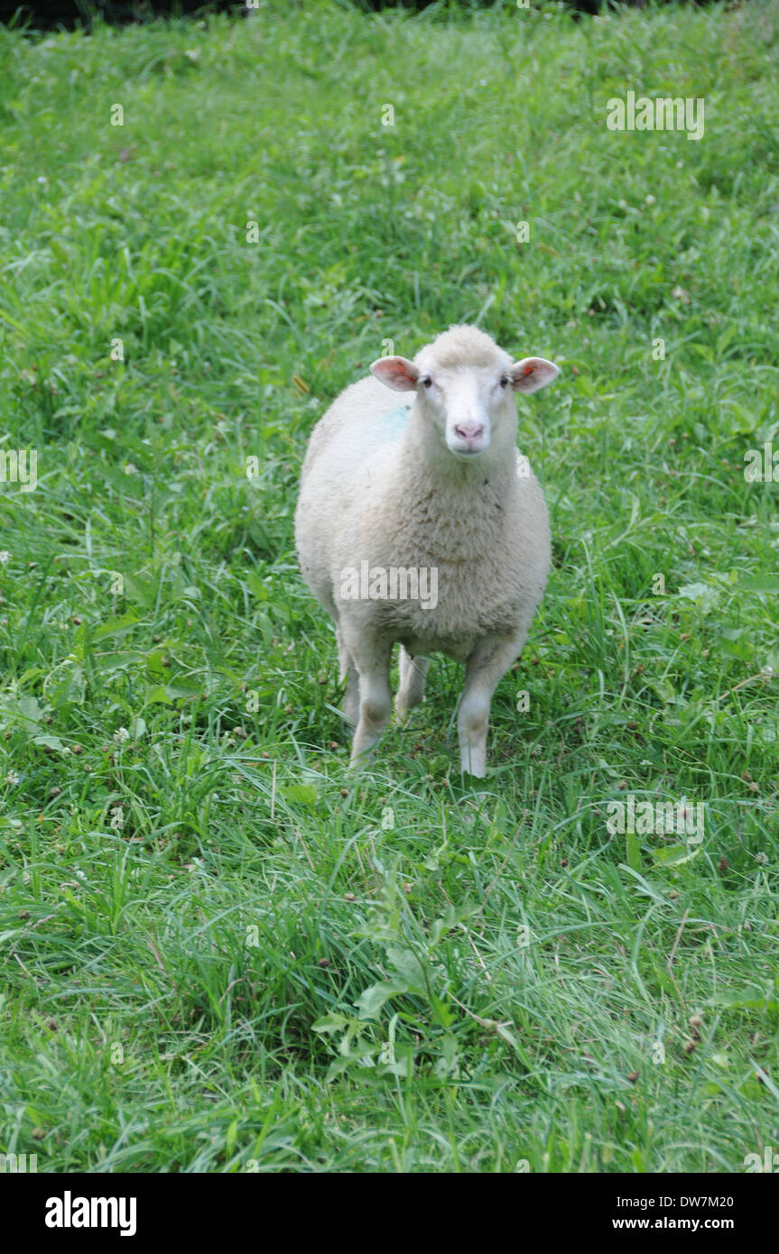 Sheep, goats, lamb Stock Photo - Alamy