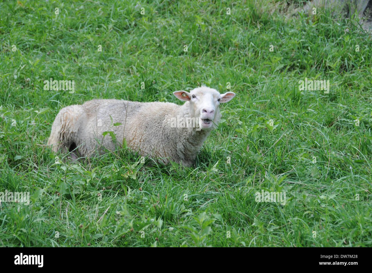 Sheep, goats, lamb Stock Photo - Alamy