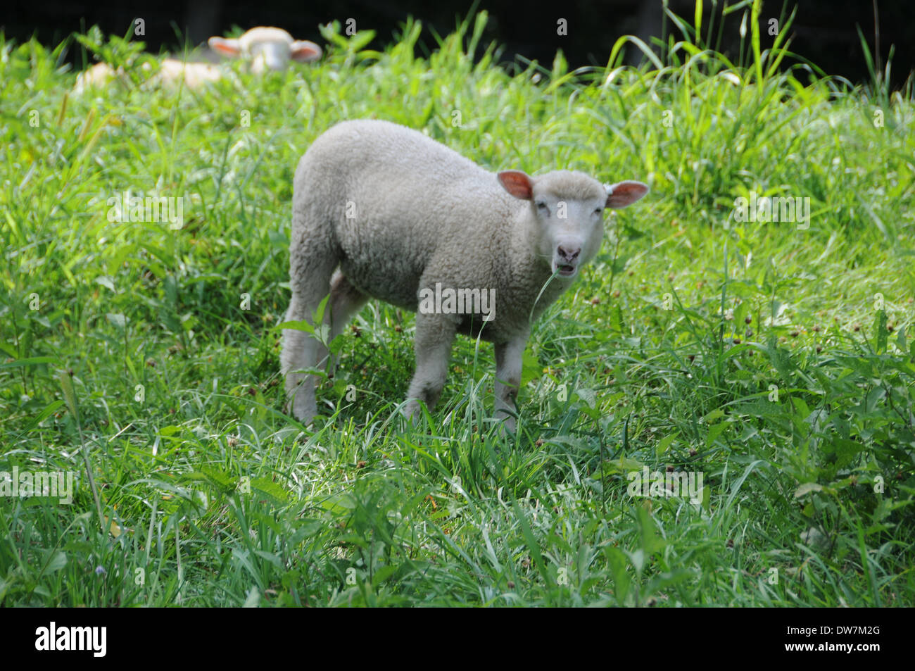 Sheep, goats, lamb Stock Photo - Alamy
