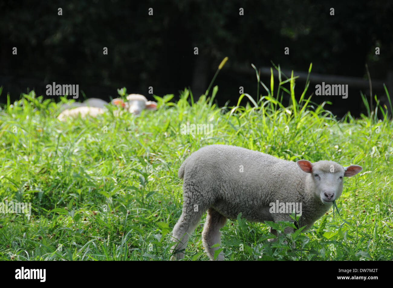 Sheep, goats, lamb Stock Photo - Alamy