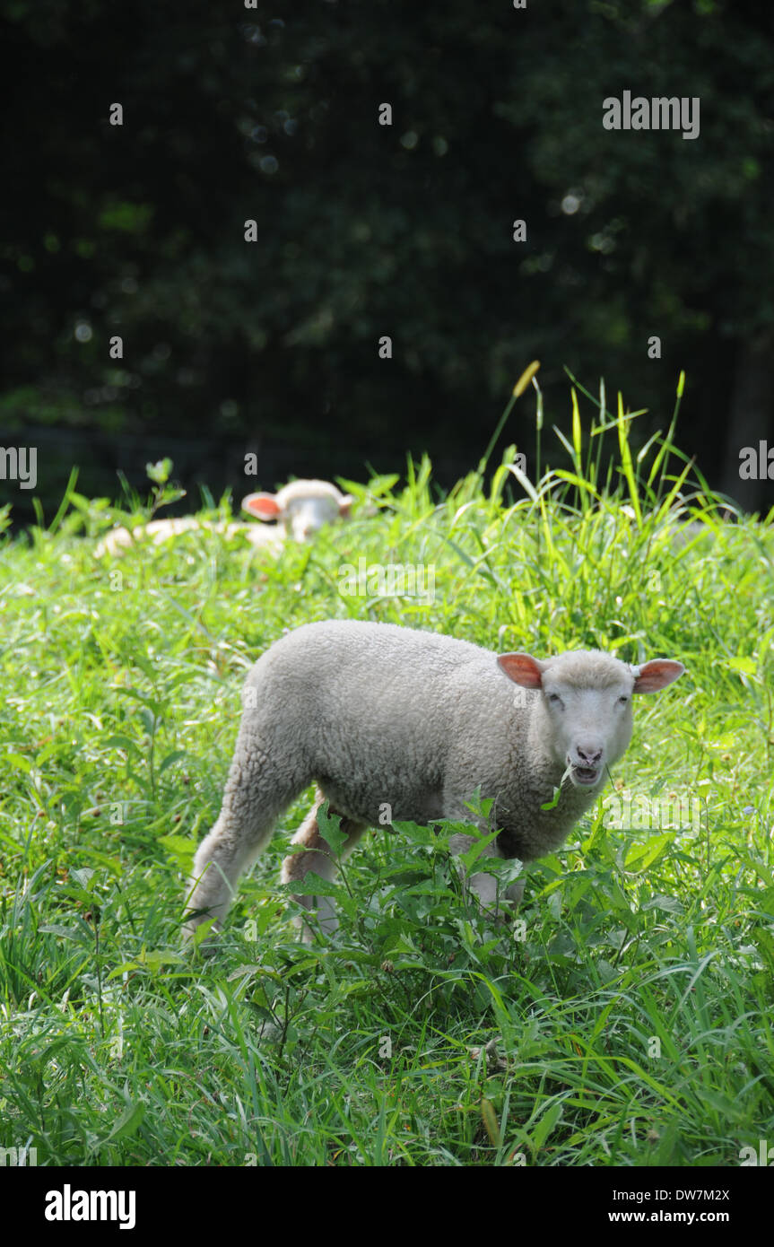 Sheep, goats, lamb Stock Photo - Alamy